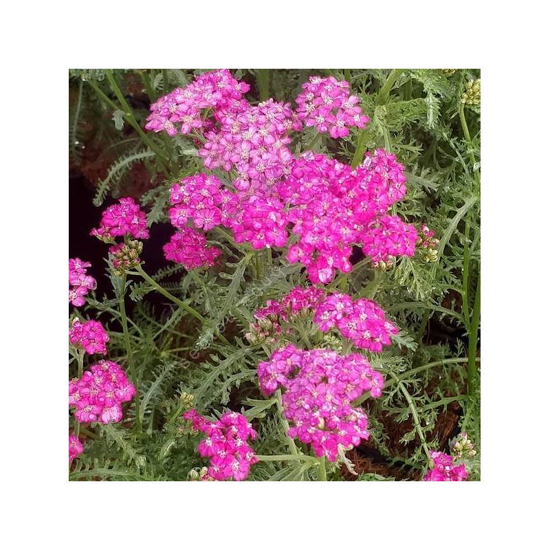 Achillée millefeuille rose lavande - Achillea millefolium 'Heidi'