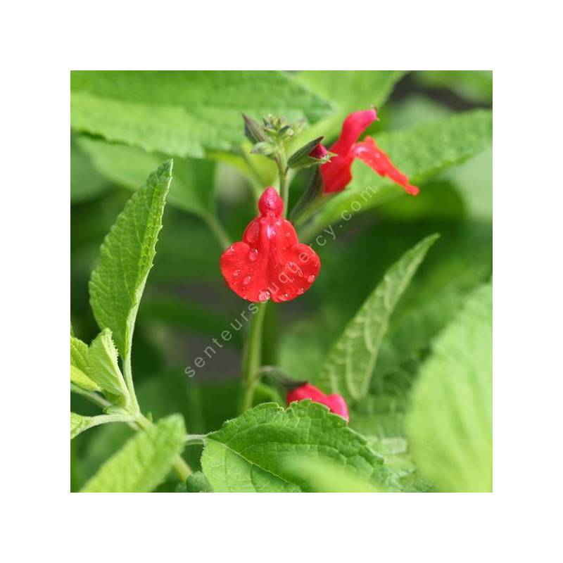 Sauge arbustive - Salvia en vente - achat de plante pour pot et jardin (2)