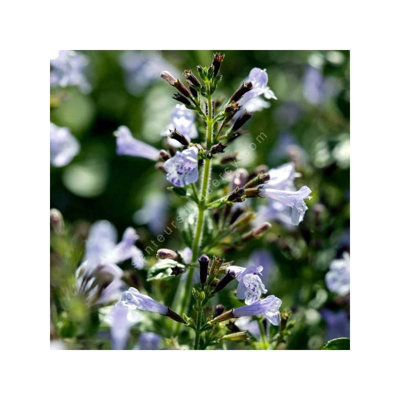 Calament à fleurs bleues - Calamintha nepeta 'Nuage Bleu'