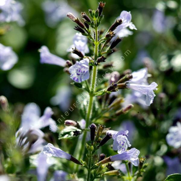 Calament à fleurs bleues - Calamintha nepeta 'Nuage Bleu'