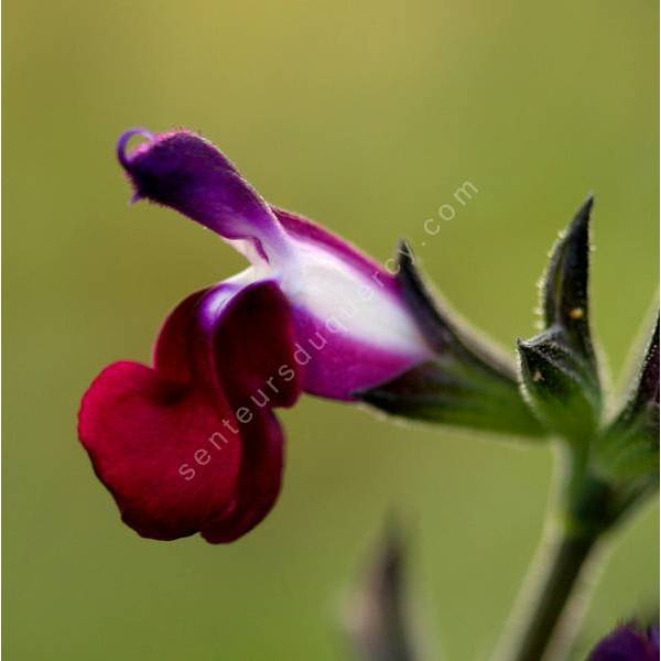Sauge arbustive à fleur violette et blanche - Salvia 'Amethyst Lips'