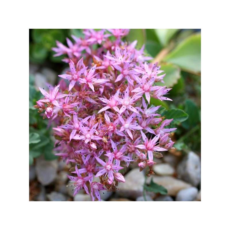 Phedimus spurius - Orpin bâtard - Plante pour toiture végétalisée