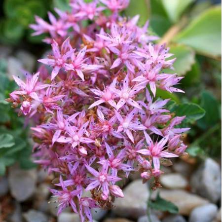 Phedimus spurius - Orpin bâtard - Plante pour toiture végétalisée