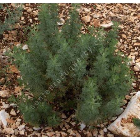 Aurone - Artemisia abrotanum - plante aromatique pour chartreuse