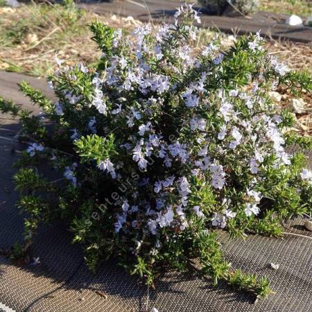 Rosmarinus officinalis 'Prostratus' - Romarin prostré aromatique