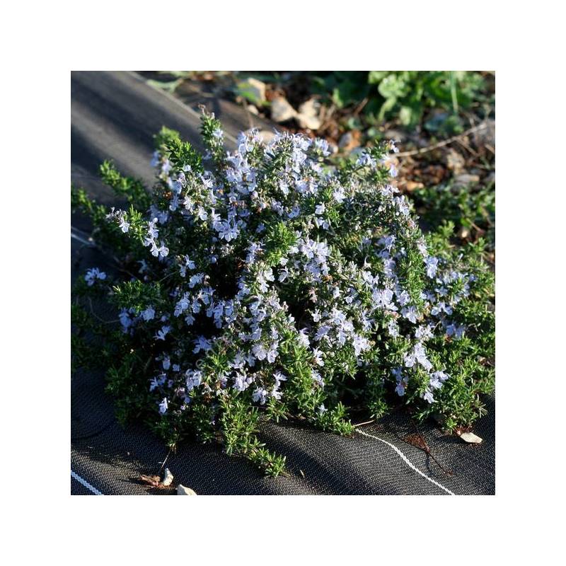 Rosmarinus officinalis 'Prostratus' - Romarin prostré aromatique Rosmarinus officinalis 'Prostratus' - Romarin prostré aromatique