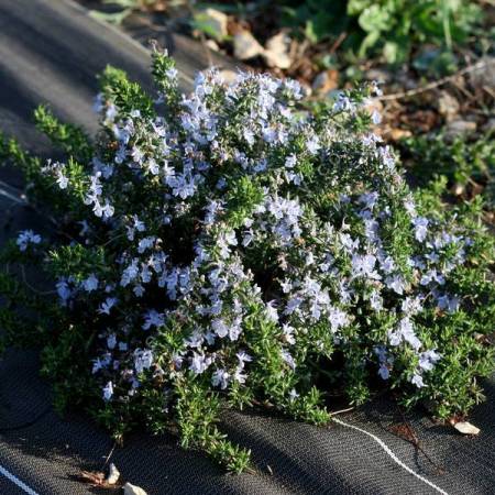Rosmarinus officinalis 'Prostratus' - Romarin prostré aromatique