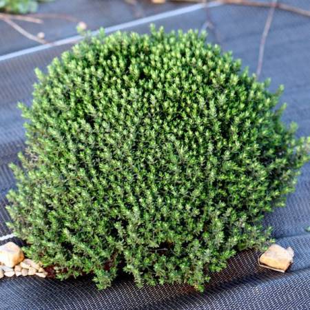 Thyms sauvage compacte comestible - Thymus vulgaris 'Compactus'