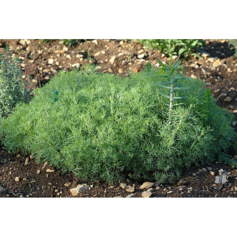 Armoise blanche - Artemisia alba - plante vivace couvre-sol