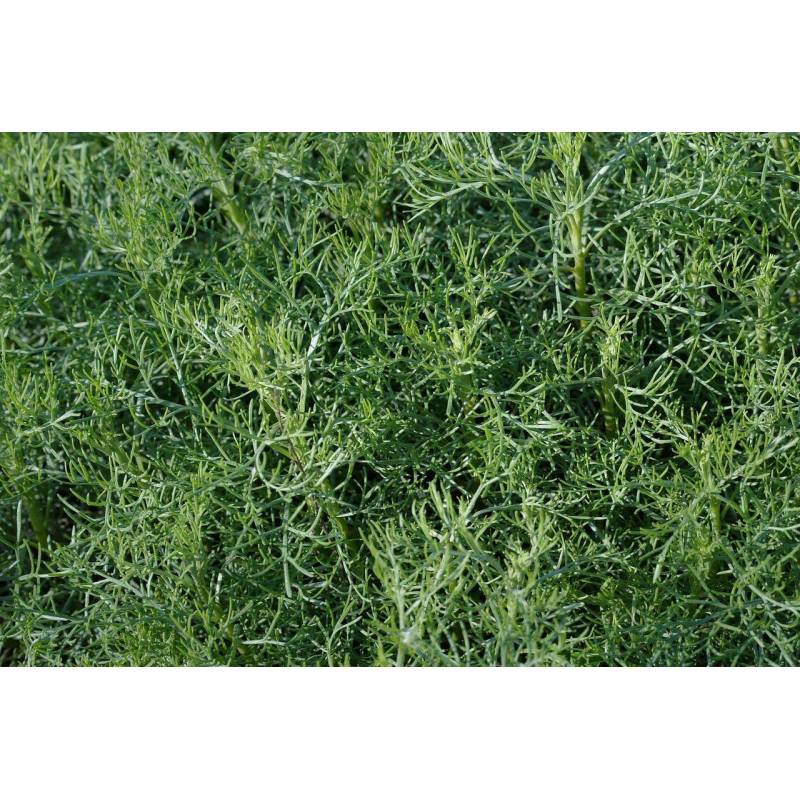 Armoise blanche - Artemisia alba - plante vivace couvre-sol