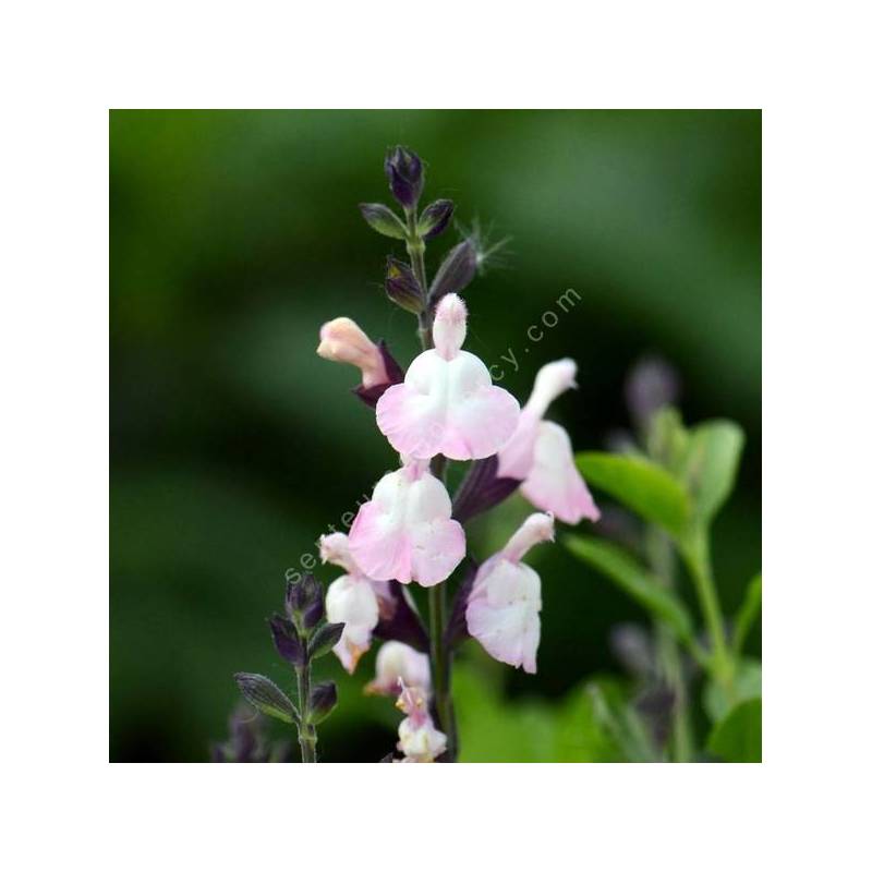 Sauge arbustive vivace à fleur rose et blanche - Salvia 'Anduus'