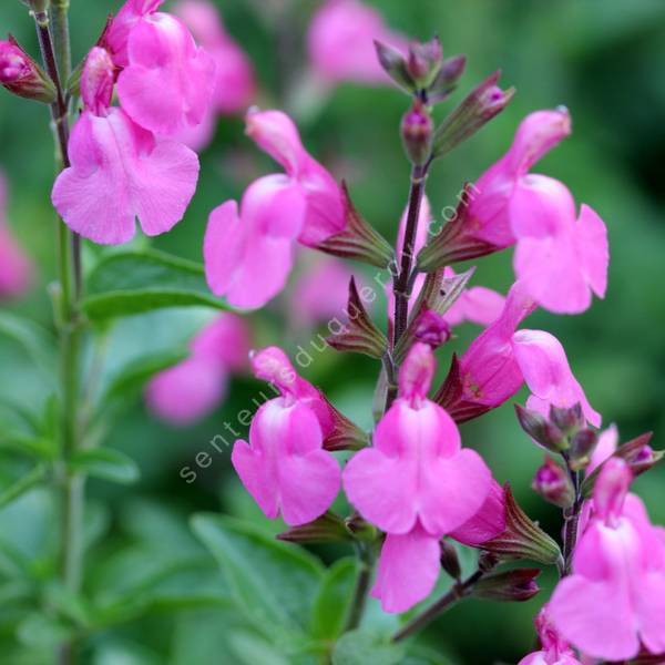 Sauge arbustive vivace à floraison rose lilas - Salvia 'Roselilac'