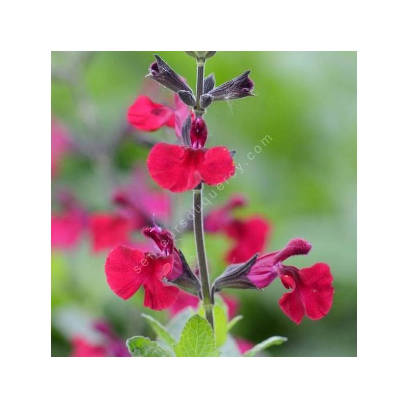 sauge arbustive vivace à fleurs rouge bordeaux - Salvia 'Makris'