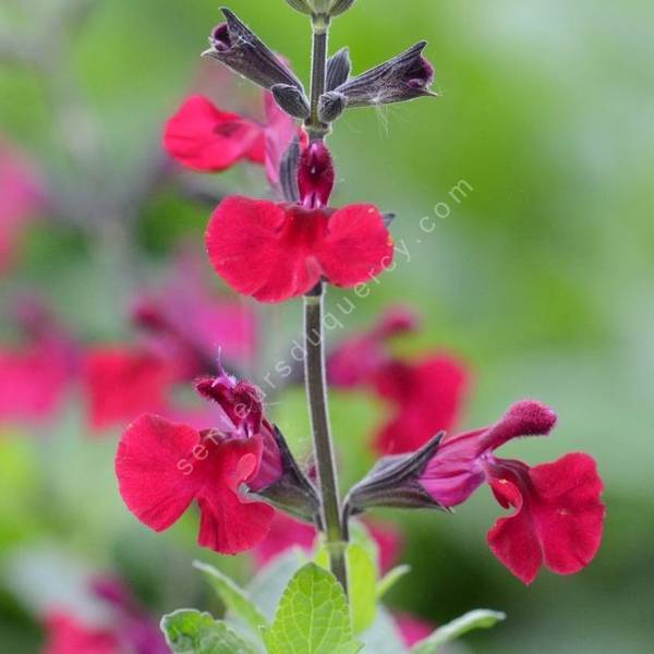 sauge arbustive vivace à fleurs rouge bordeaux - Salvia 'Makris'