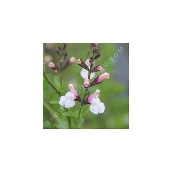 Sauge arbustive vivace à fleur rose et blanche - Salvia 'Fiona'