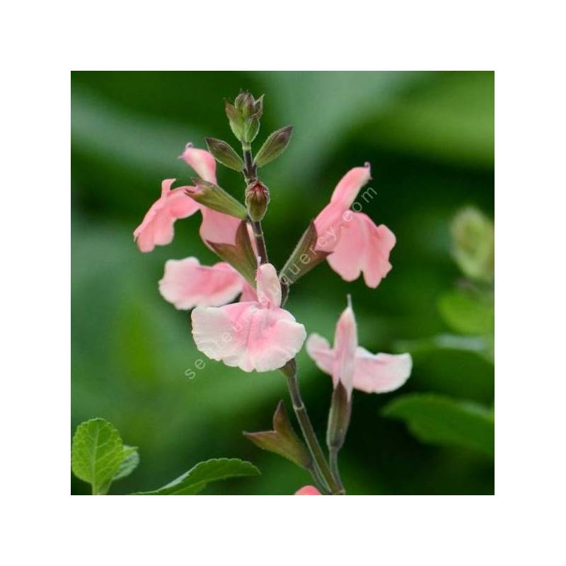 Sauge arbustive à fleur rose tendre - Salvia microphylla 'Aphrodite'