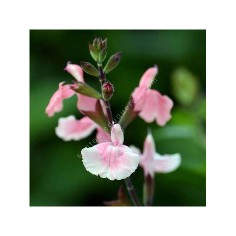Sauge arbustive à fleur rose tendre - Salvia microphylla 'Aphrodite'