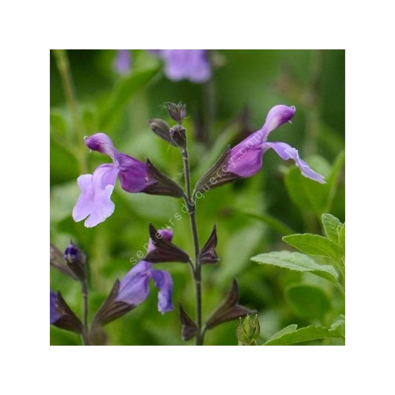 Sauge arbustive vivace à floraison mauve - Salvia 'Carolus'