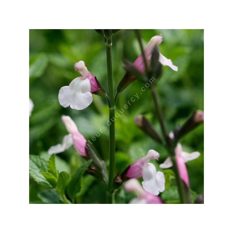 Sauge arbustive vivace à fleur rose et blanche - Salvia 'Fiona'