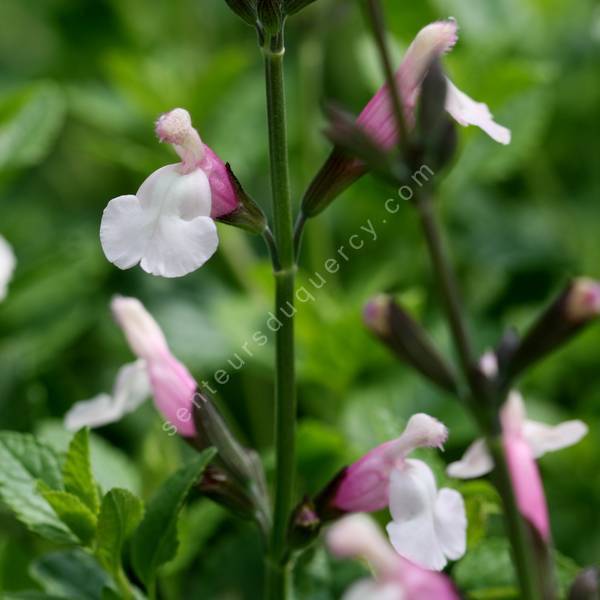 Sauge arbustive vivace à fleur rose et blanche - Salvia 'Fiona'