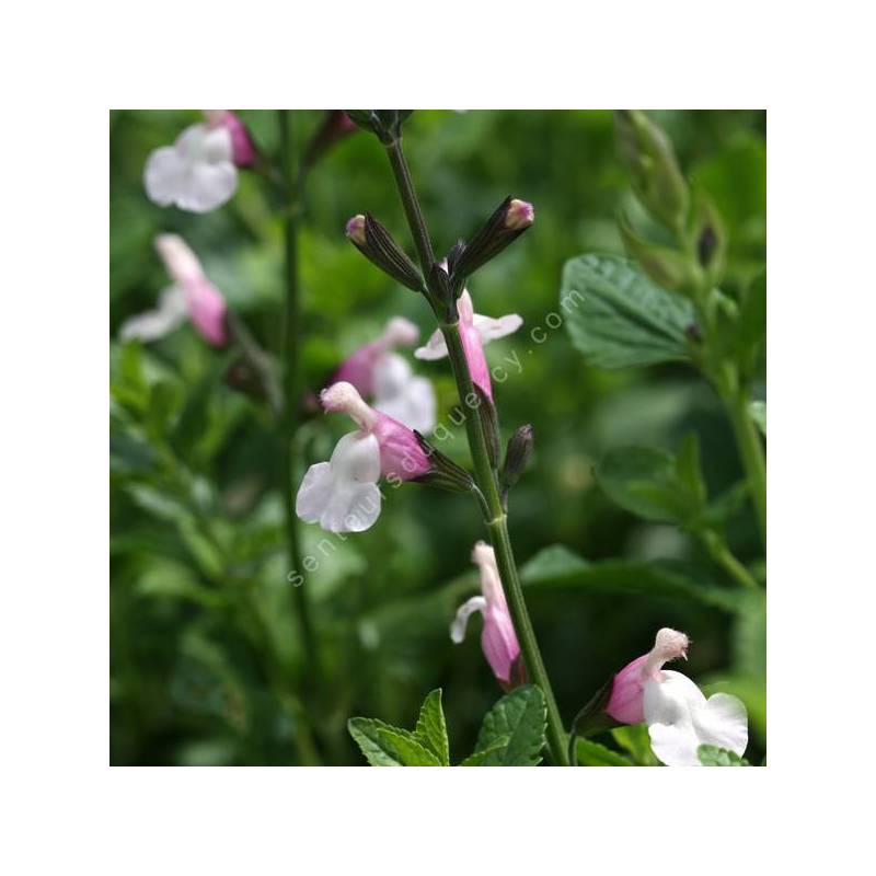Sauge arbustive vivace à fleur rose et blanche - Salvia 'Fiona'
