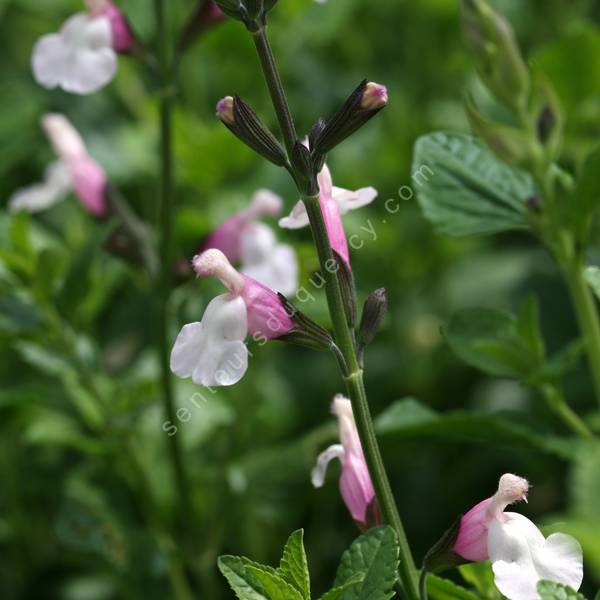 Sauge arbustive vivace à fleur rose et blanche - Salvia 'Fiona'