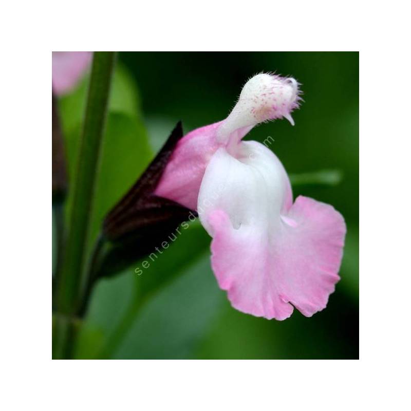 Sauge arbustive vivace à fleur rose et blanche - Salvia 'Anduus'