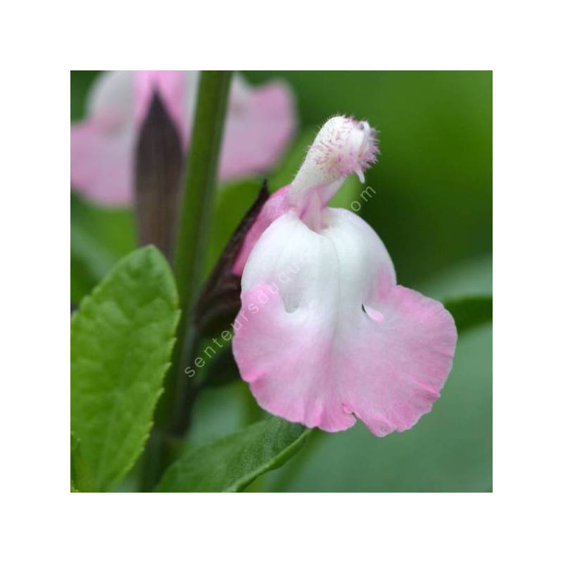 Sauge arbustive vivace à fleur rose et blanche - Salvia 'Anduus'
