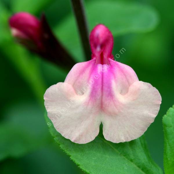 Sauge arbustive vivace à fleur rose 3 tons - Salvia 'Gold and Wine'