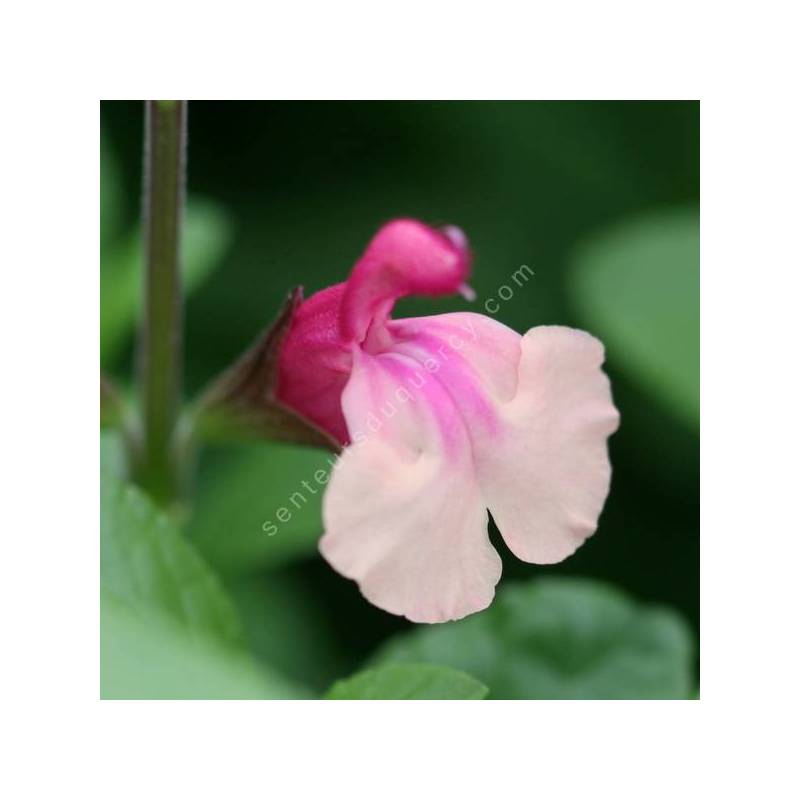 Sauge arbustive vivace à fleur rose 3 tons - Salvia 'Gold and Wine'