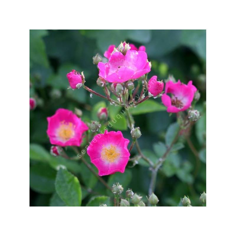 Rosier grimpant rose - Rosa x multiflora 'Maria Lisa'