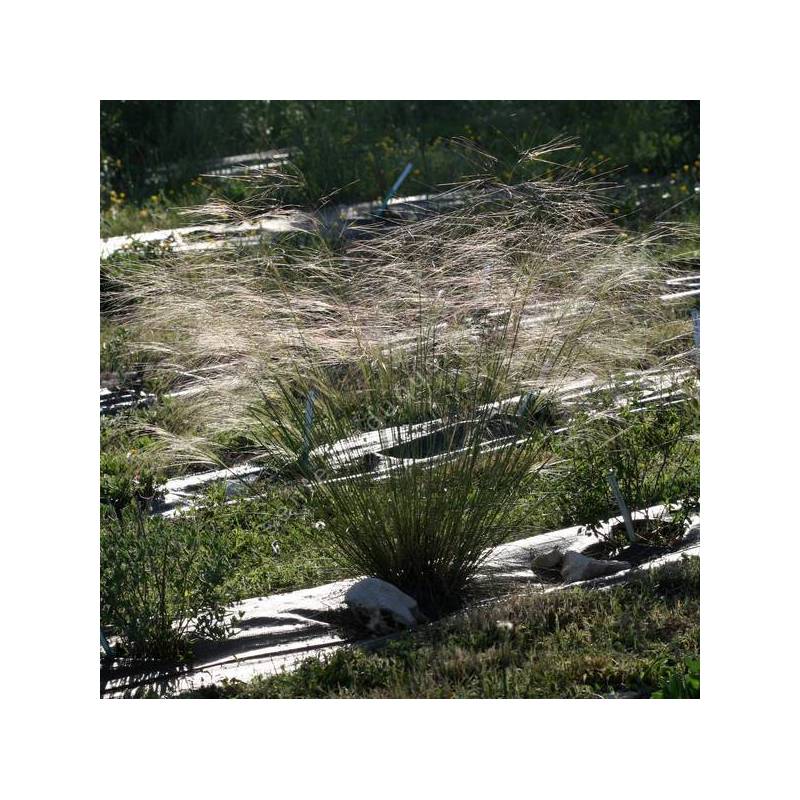 Stipe à petites fleurs pour terrain sec - Stipellula parviflora