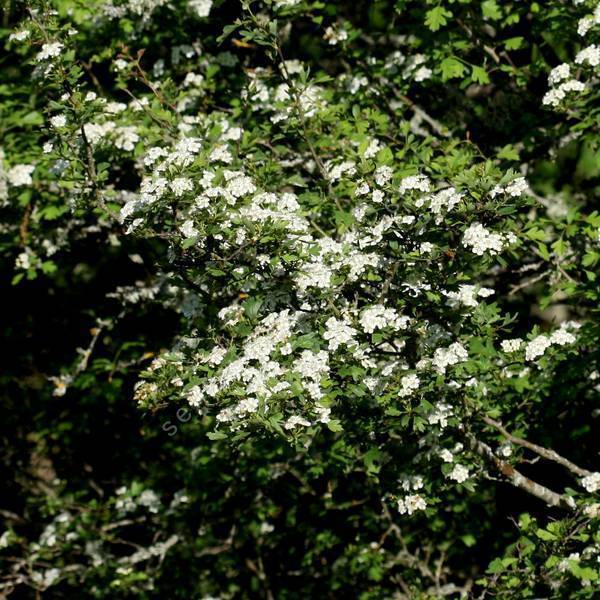 Aubépine - Crataegus monogyna - vente d'arbuste pour jardin sec