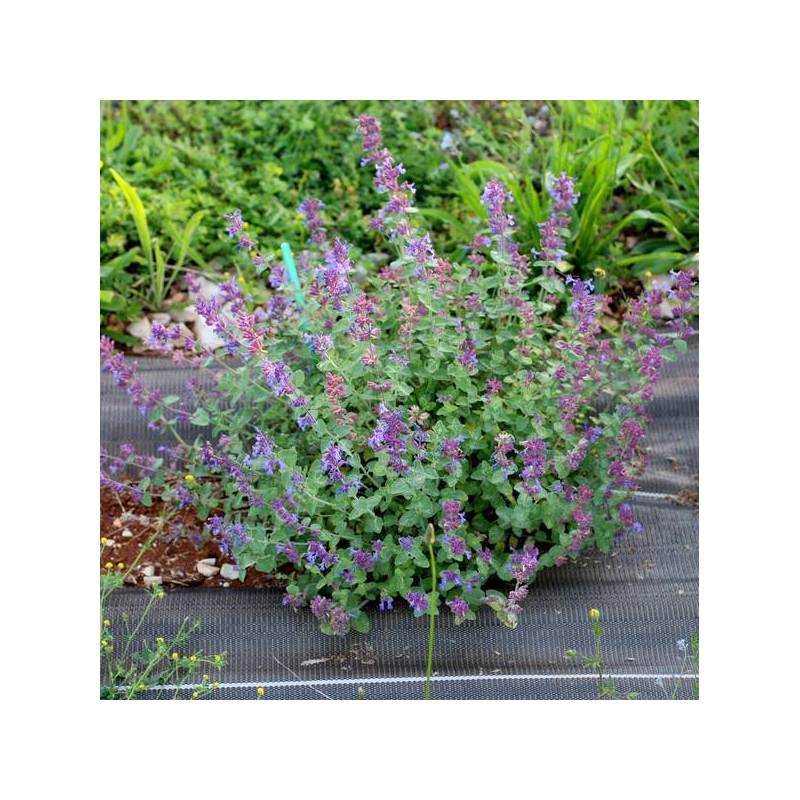 Nepeta x faassenii 'Felix' - Herbe à chat - vivace pour jardin sec