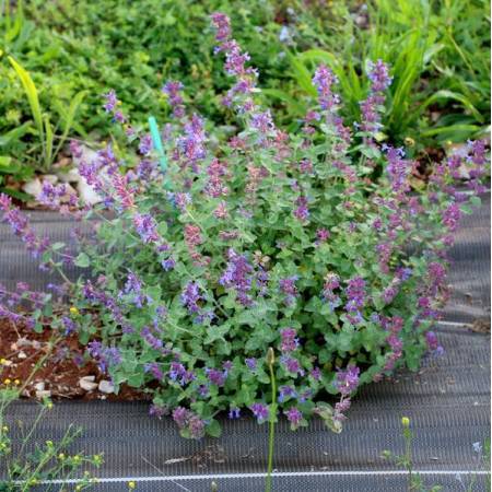 Nepeta x faassenii 'Felix' - Herbe à chat - vivace pour jardin sec