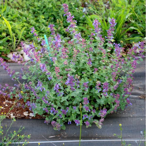 Nepeta x faassenii 'Felix' - Herbe à chat - vivace pour jardin sec
