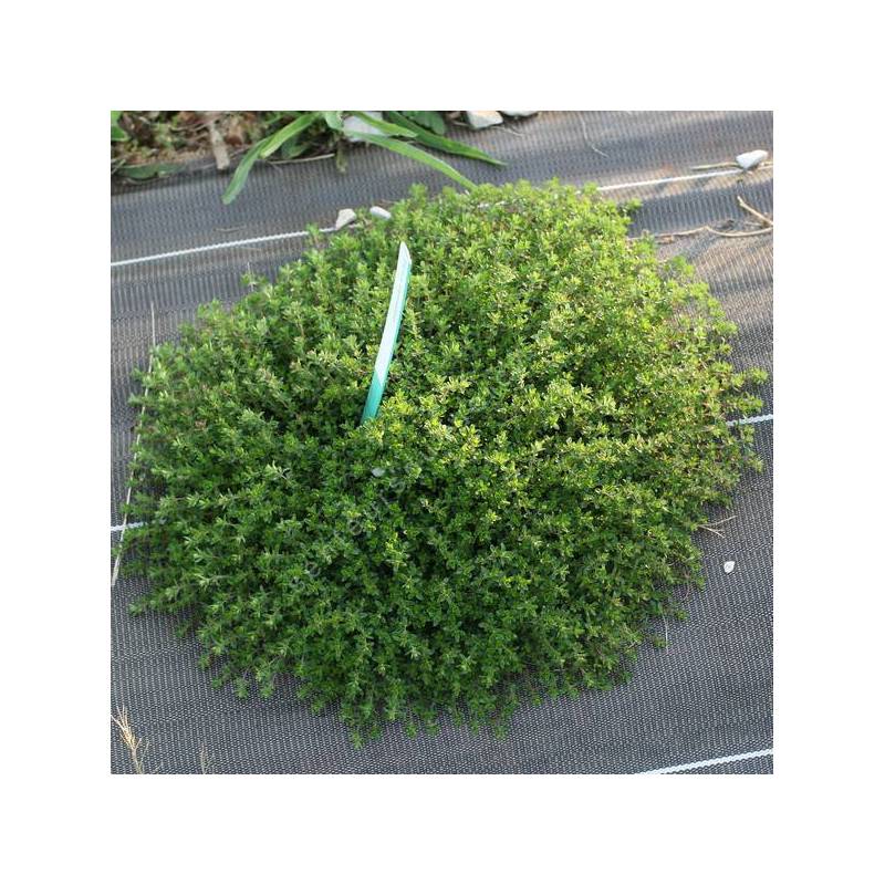 Thym rampant à odeur de citron - Thymus 'Typ Lammefjord'