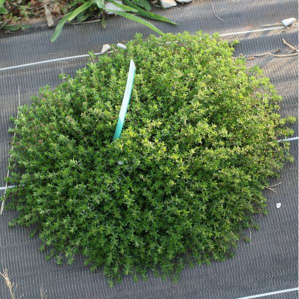 Thym rampant à odeur de citron - Thymus 'Typ Lammefjord'
