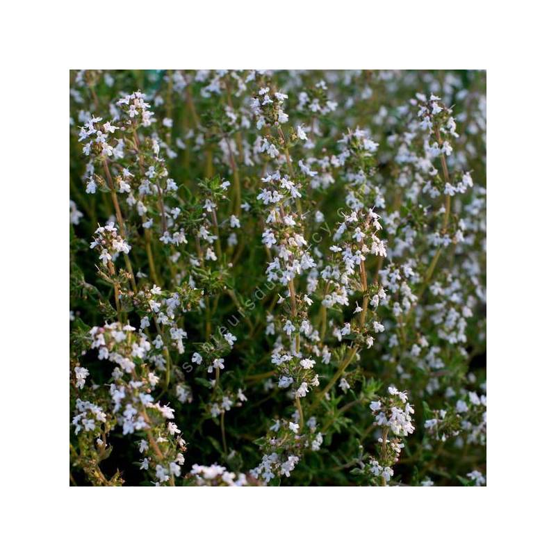 Thym à odeur d'orange - Thymus 'Provence' syn. 'Fragrantissimus'