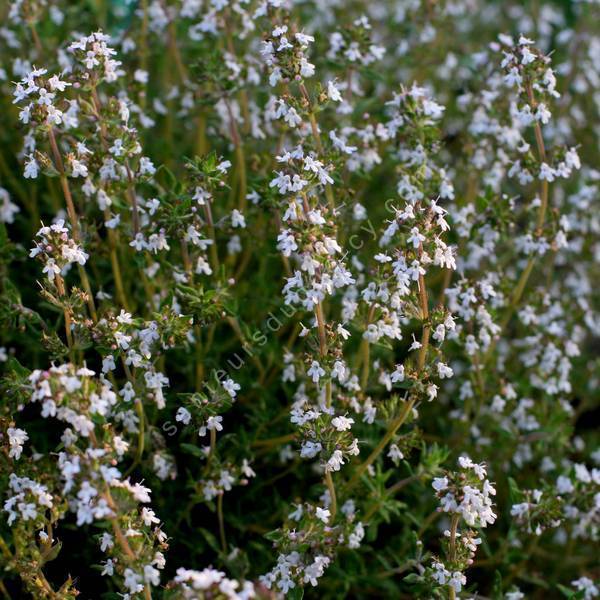 Thym à odeur d'orange - Thymus 'Provence' syn. 'Fragrantissimus'