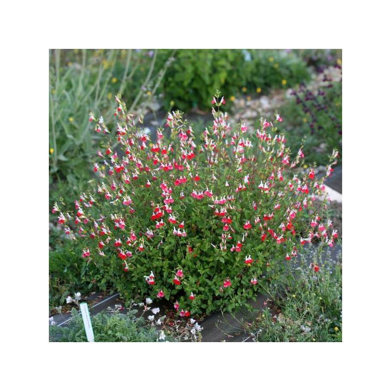 Sauge arbustive vivace à fleur rouge et blanche - Salvia 'Hot Lips'