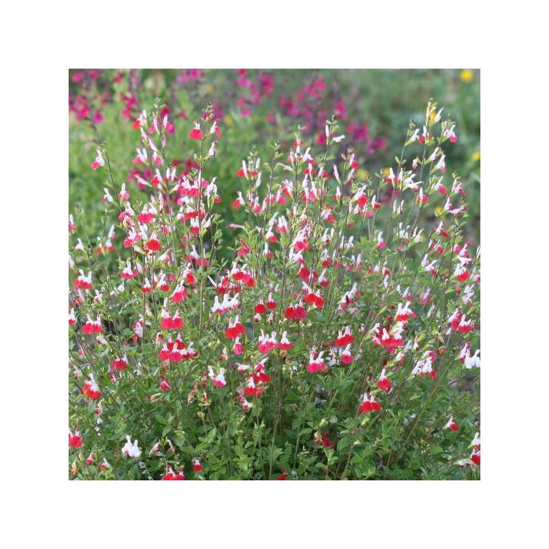 Sauge arbustive vivace à fleur rouge et blanche - Salvia 'Hot Lips'