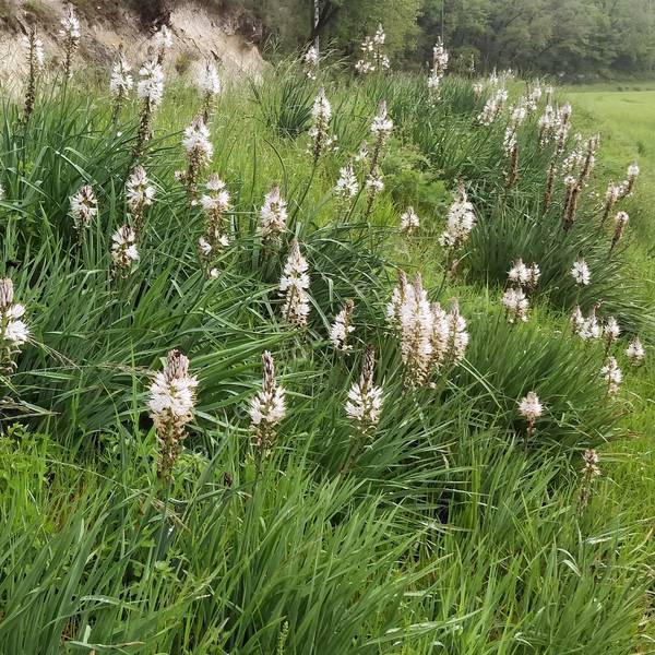 Asphodèle blanche - Asphodelus albus - vivace pour jardin sec