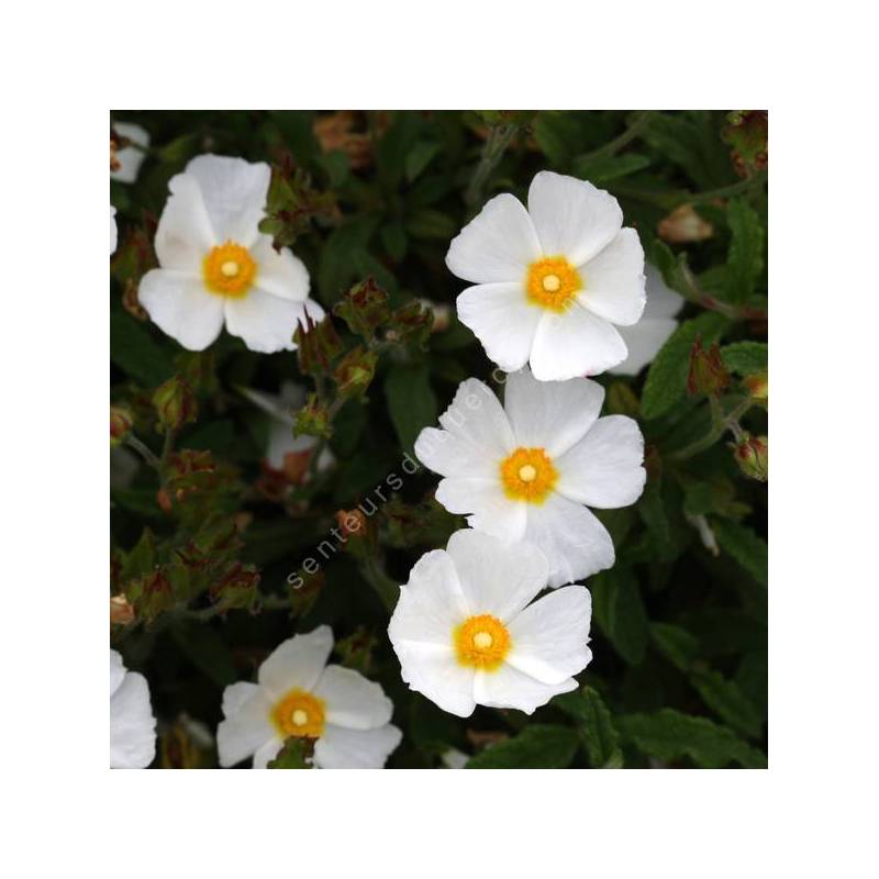 Cistus x florentinus - Ciste - arbuste persistant pour terrain sec