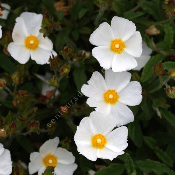 Cistus x florentinus - Ciste - arbuste persistant pour terrain sec
