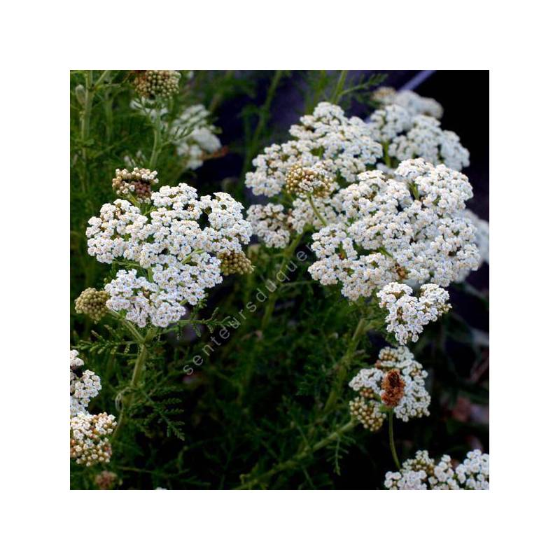 Achillea nobilis - Achillée noble pour remplacement de gazon