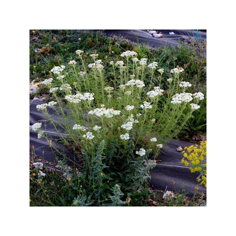 Achillea nobilis - Achillée noble pour remplacement de gazon