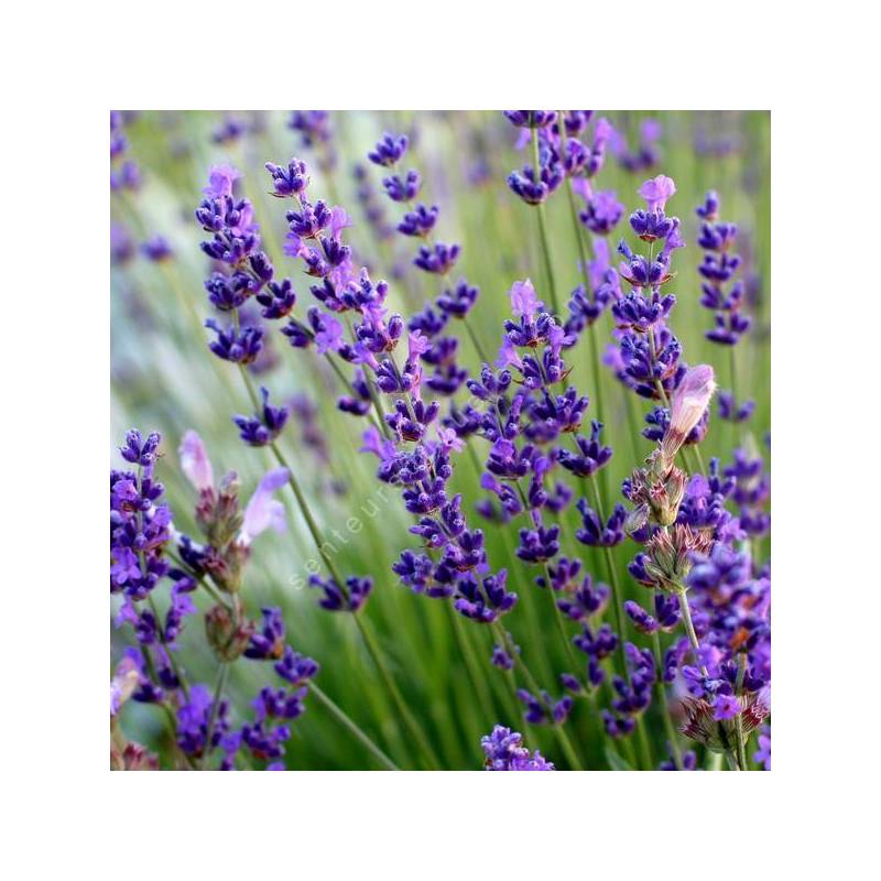 Lavande naine purpurine - Lavandula angustifolia 'Nana Atropurpurea'