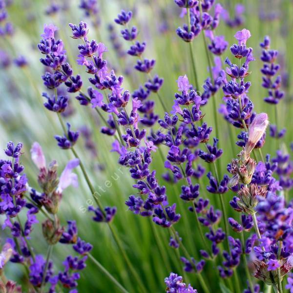Lavande naine purpurine - Lavandula angustifolia 'Nana Atropurpurea'