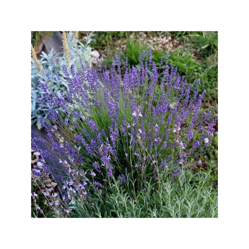 Lavande naine purpurine - Lavandula angustifolia 'Nana Atropurpurea'